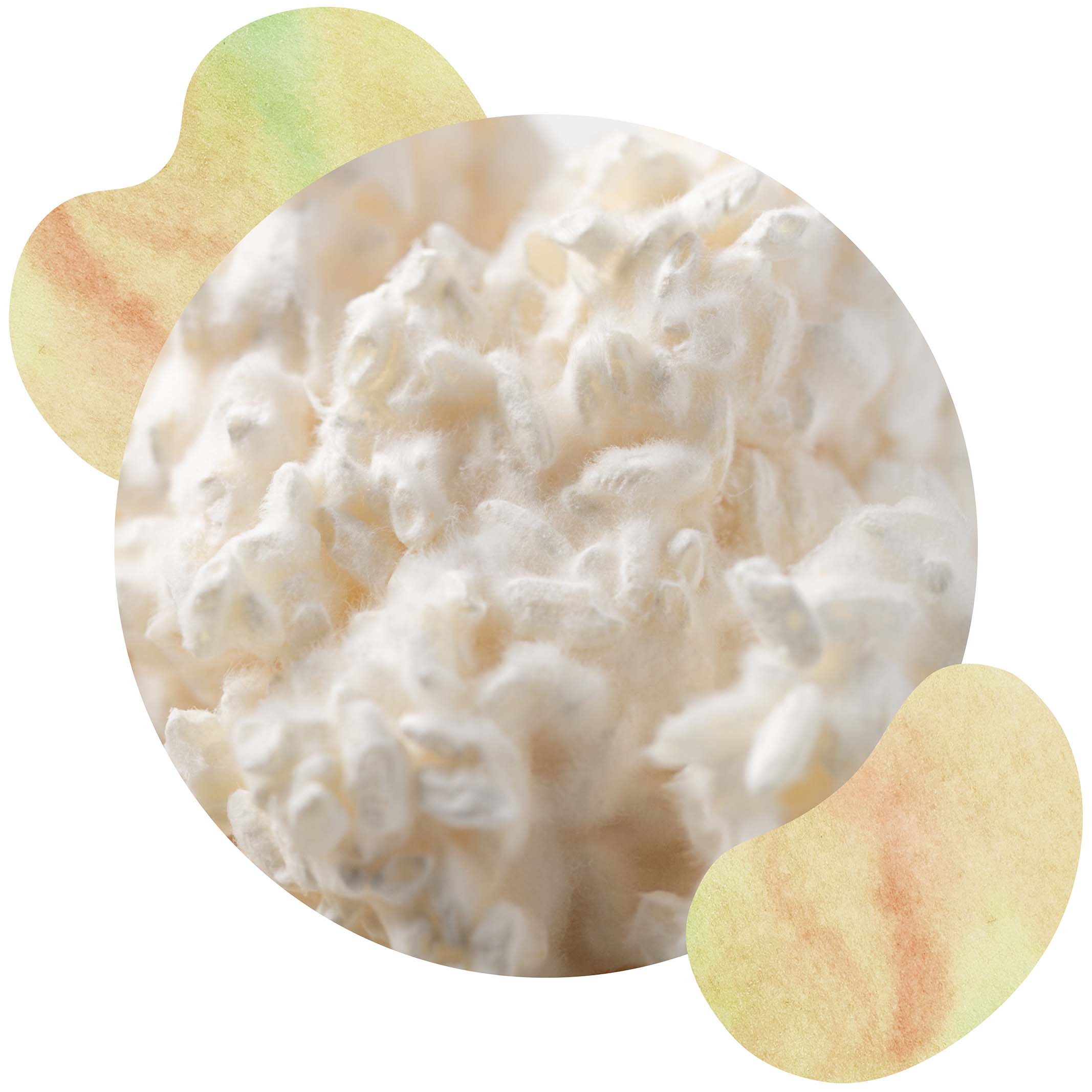 FERMENTATION CULTURE OF NOTO – tefutefu