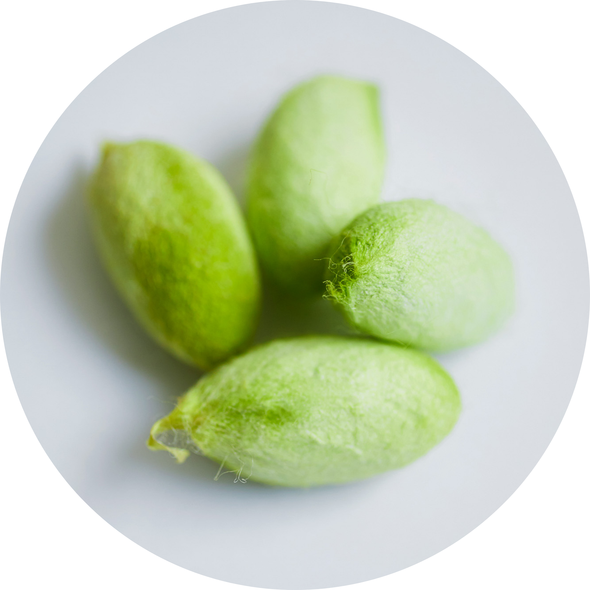 The Green Cocoons and Wild Silkworms – tefutefu